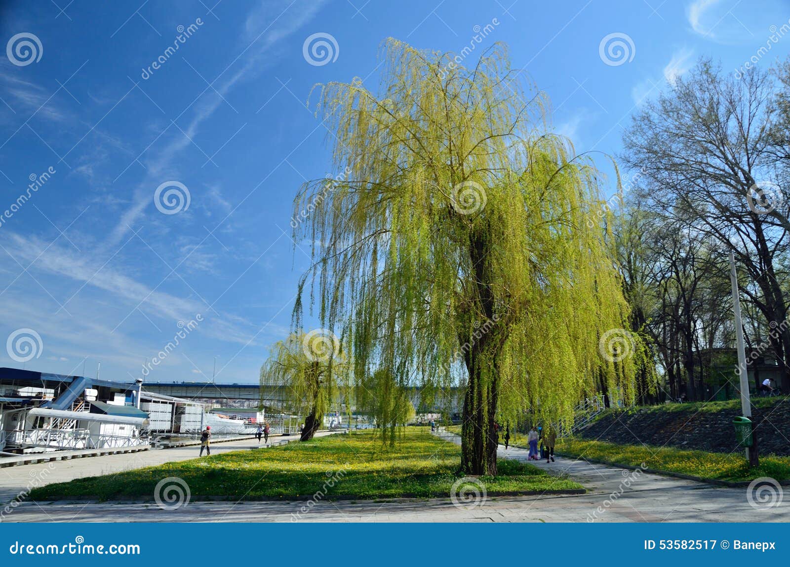 Weeping willow stock image. Image of spring, foliage - 53582517