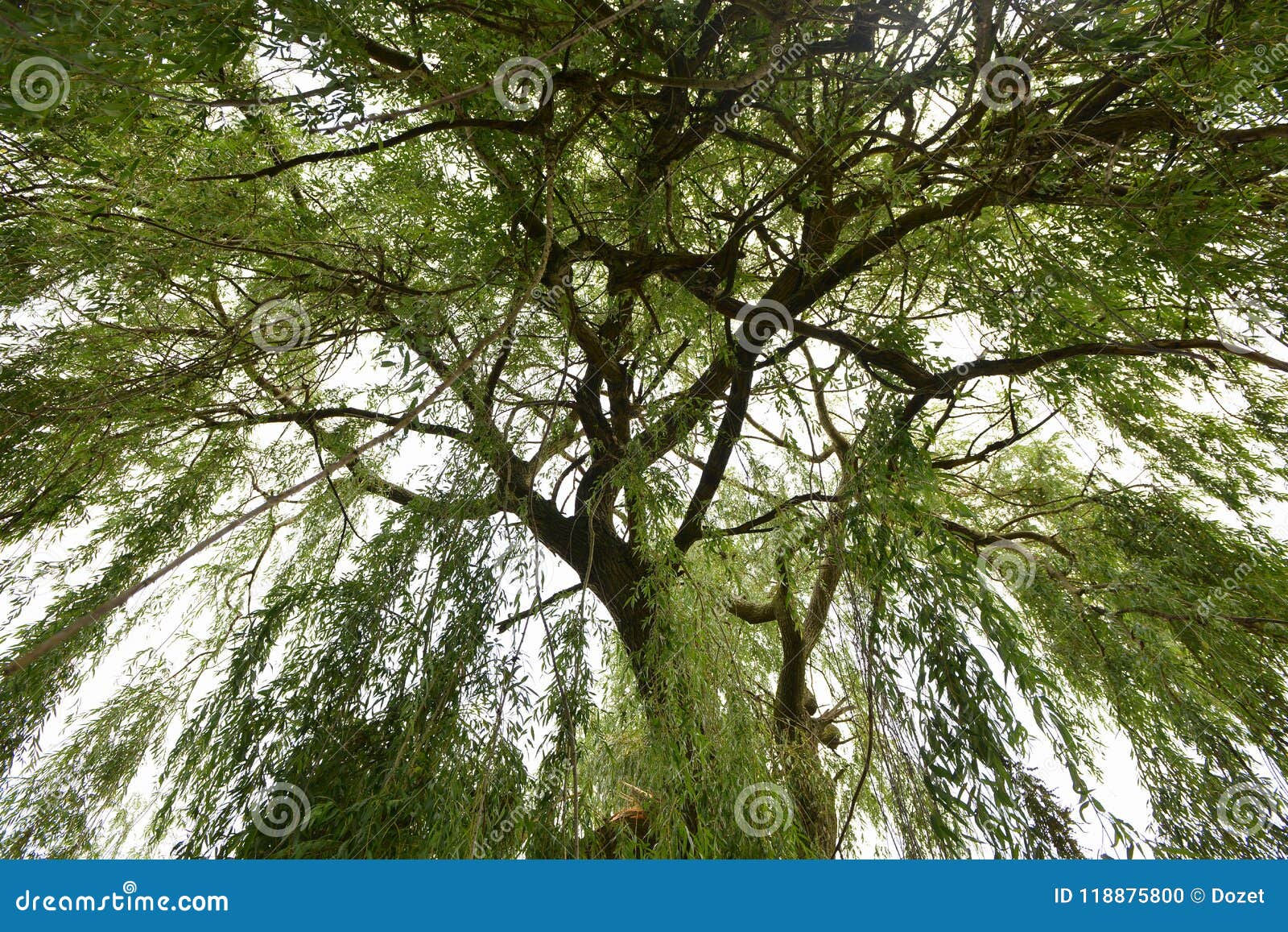 Weeping willow in spring stock photo. Image of view - 118875800