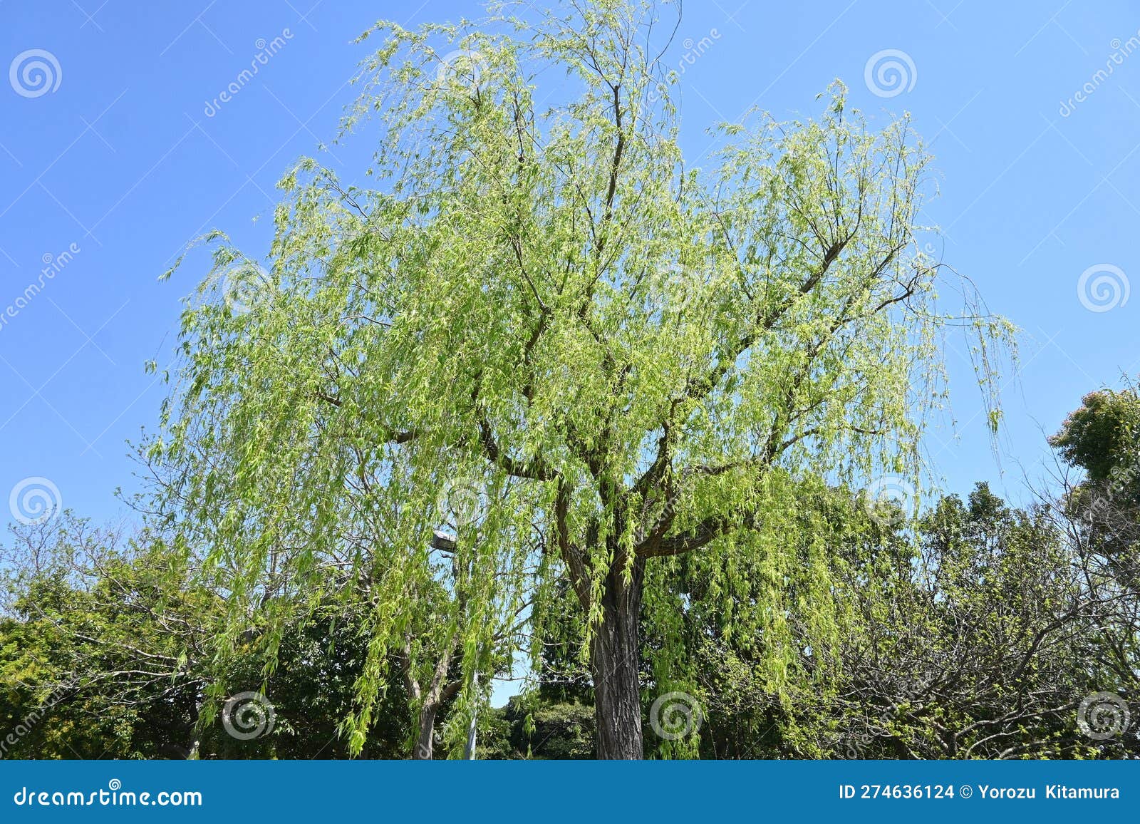 The weeping willow tree. stock photo. Image of beautiful - 274636124