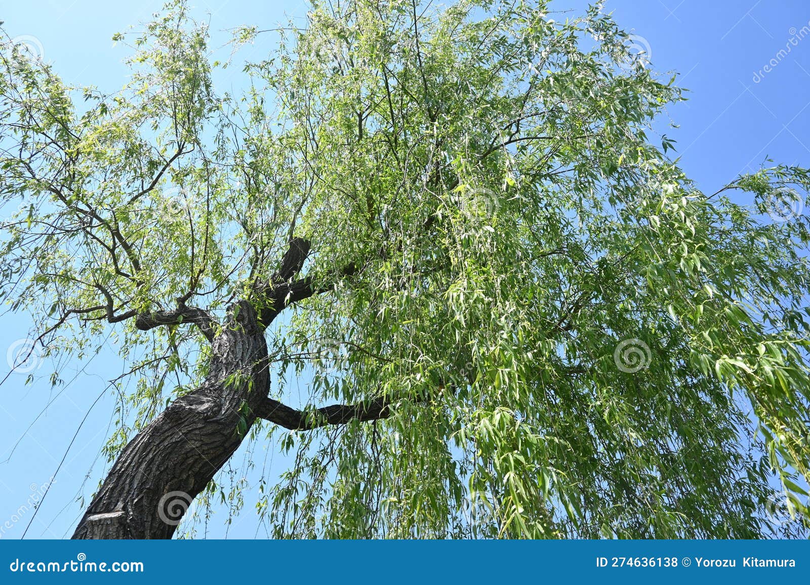 The weeping willow tree. stock photo. Image of tree - 274636138