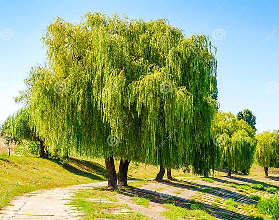 Weeping Willow Tree Also Known As Babylon Willow or Salix Babylonica ...