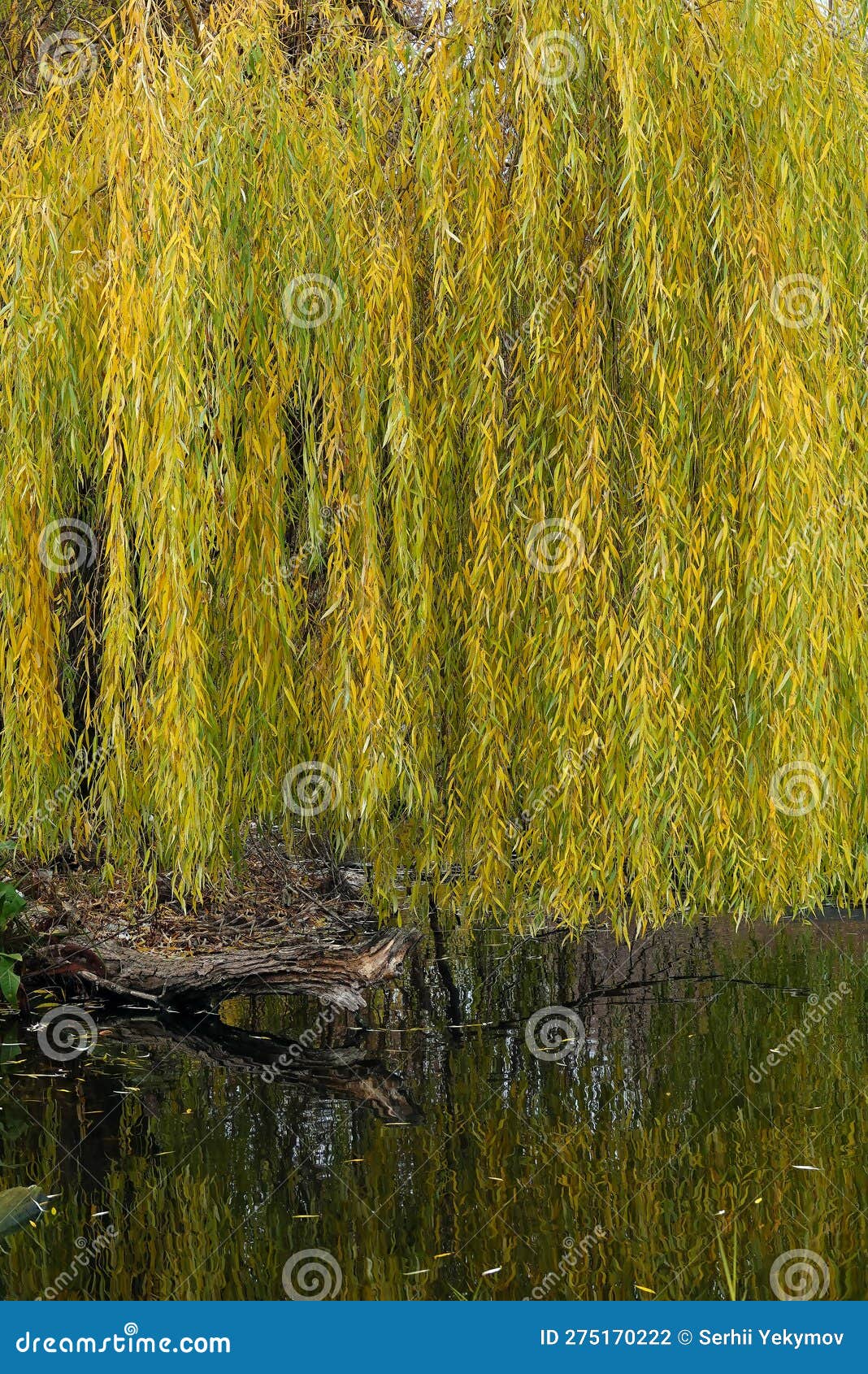 Weeping Willow Tree stock photo. Image of closes, weeping - 275170222