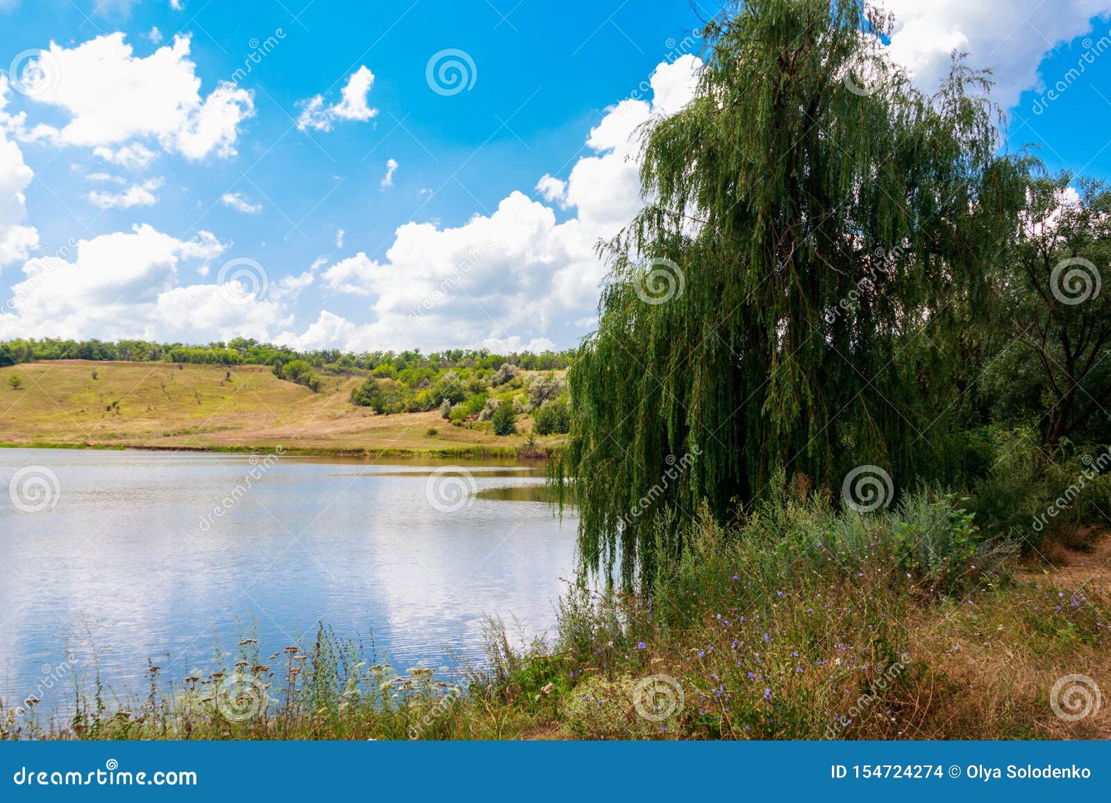 Weeping Willow Tree or Babylon Willow Salix Babylonica on a Lakeshore ...