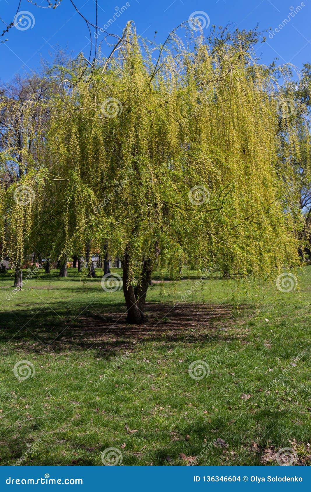 Weeping Willow Tree or Babylon Willow Salix Babylonica in a Park Stock ...