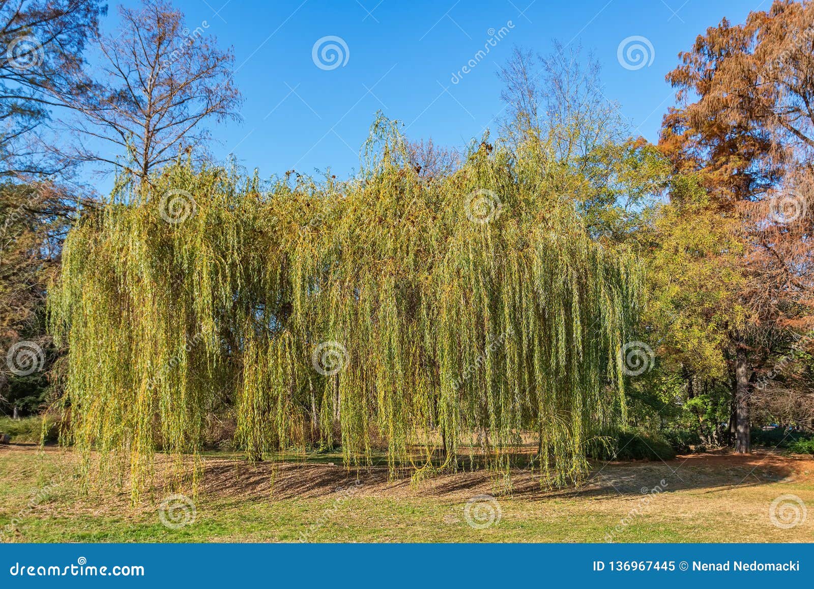 Weeping Willow Tree or Babylon Willow Salix Babylonica in a Park Stock ...