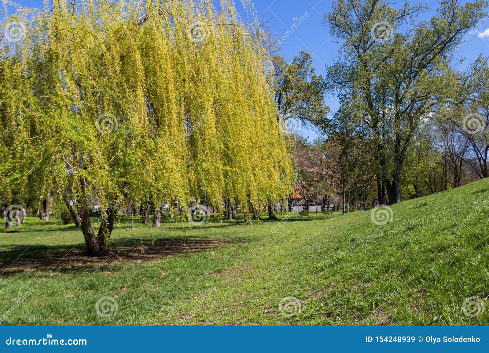 Weeping Willow Tree or Babylon Willow Salix Babylonica in a Park Stock ...