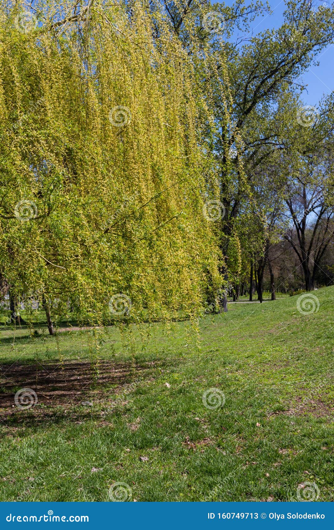 Weeping Willow Tree or Babylon Willow Salix Babylonica in Park Stock ...