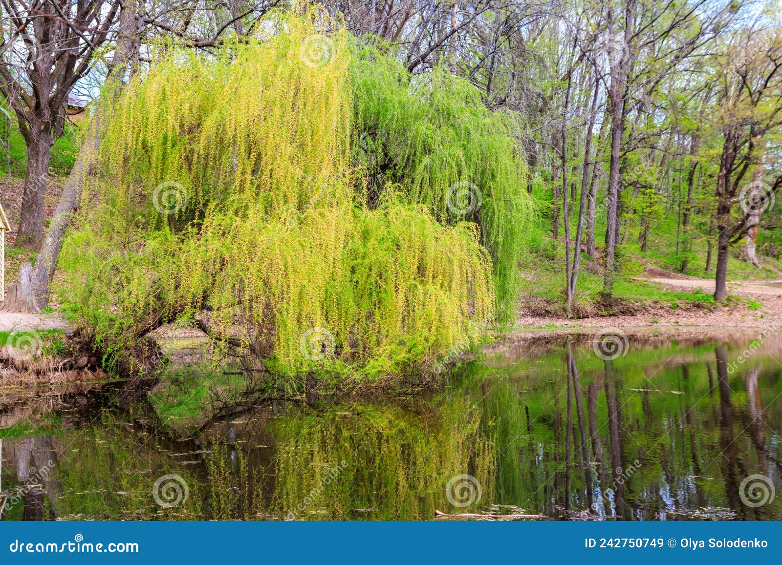 Weeping Willow Tree or Babylon Willow Salix Babylonica on Shore of Lake ...