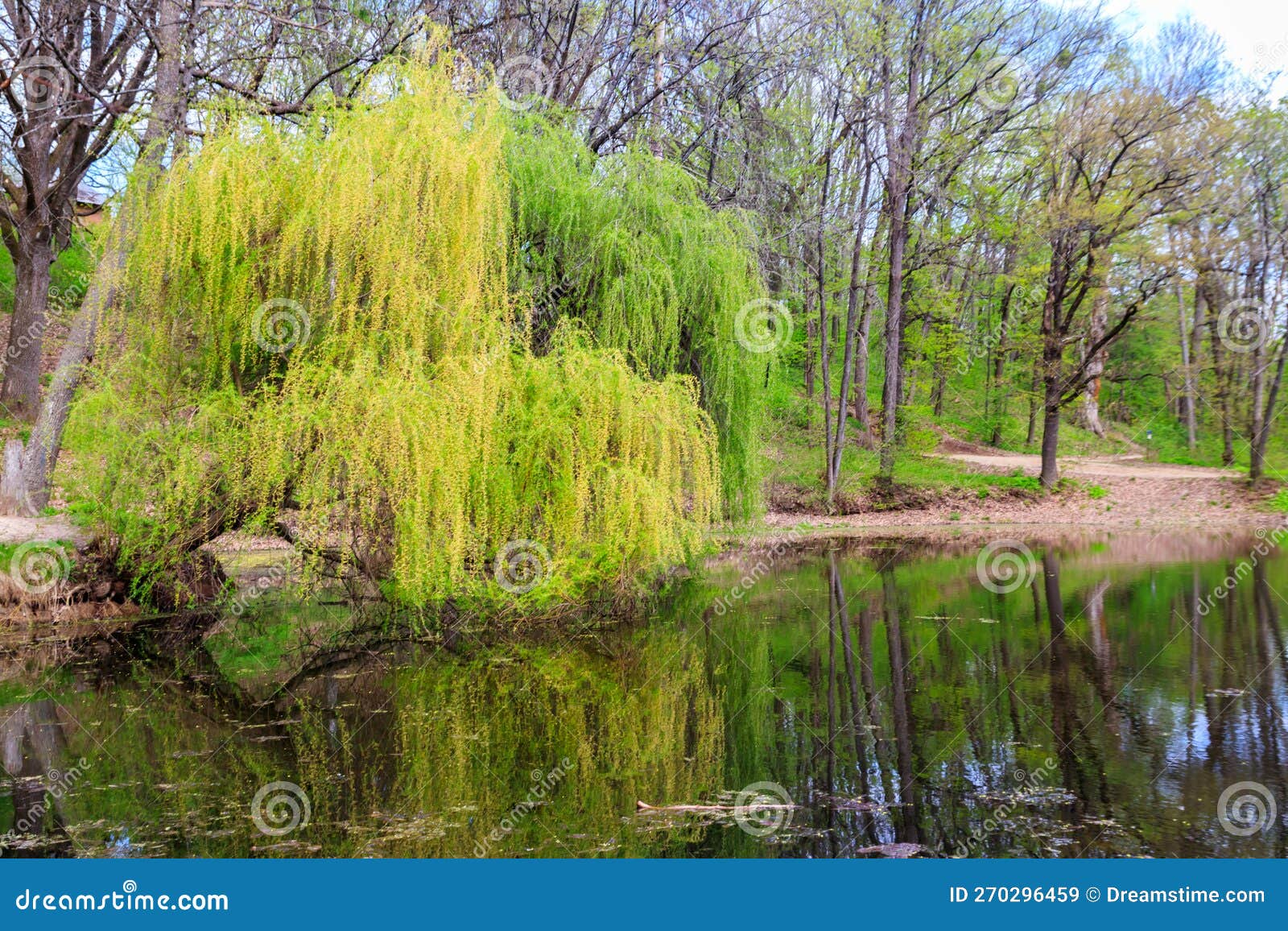 Weeping Willow Tree or Babylon Willow (Salix Babylonica) on Shore of ...