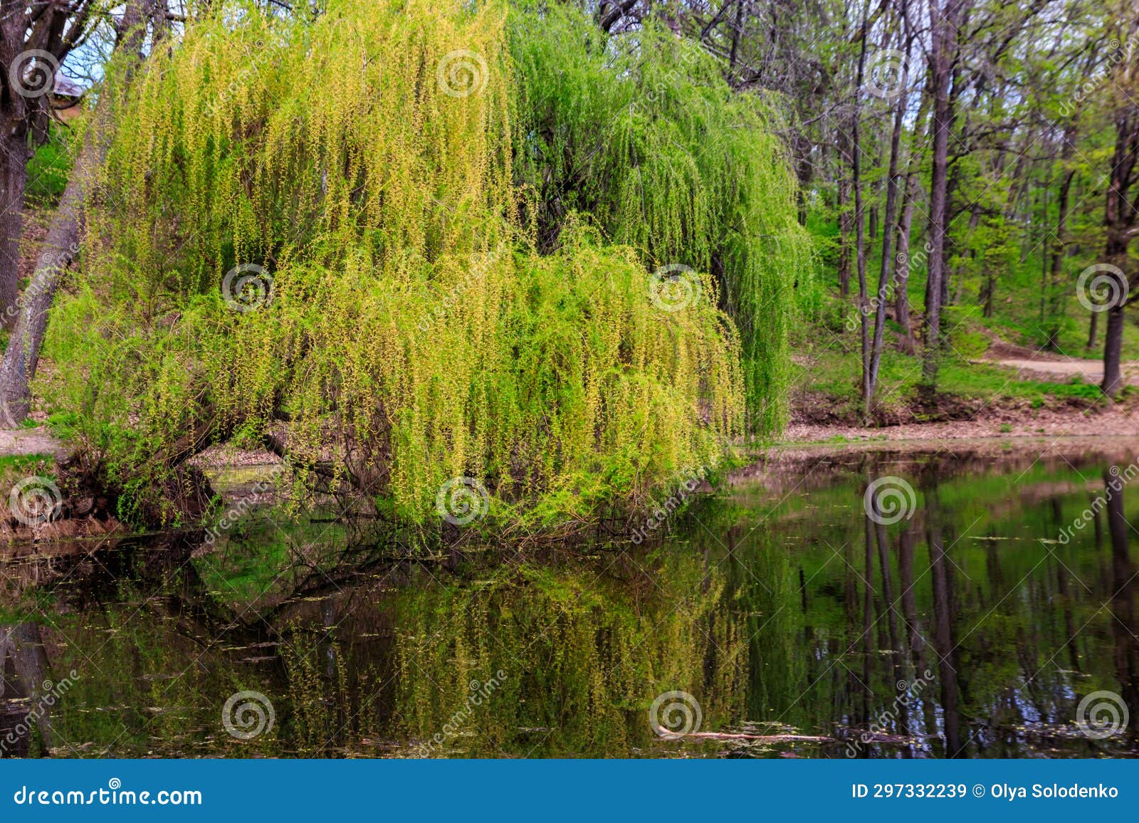 Weeping Willow Tree or Babylon Willow (Salix Babylonica) on Shore of ...