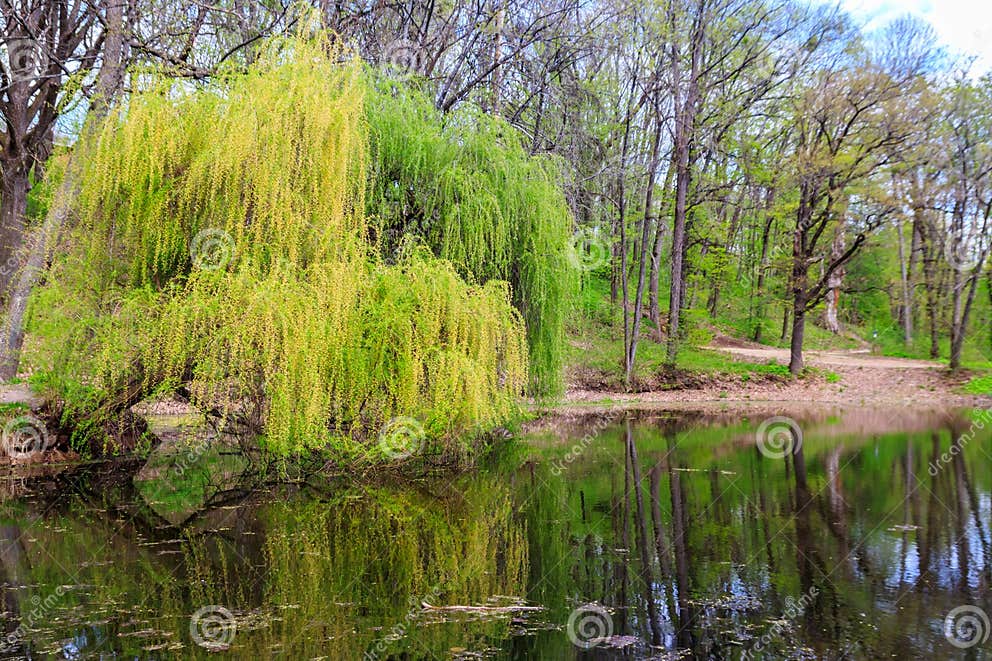 Weeping Willow Tree or Babylon Willow (Salix Babylonica) on Shore of ...