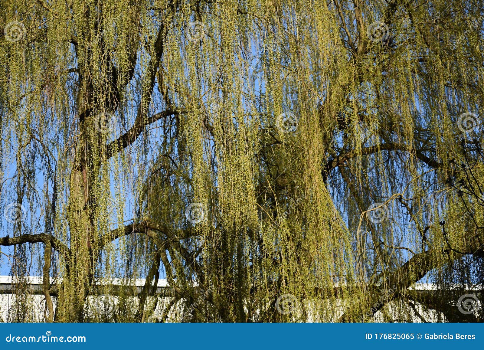 Willow Tree Branches with Leaves. Stock Image - Image of forest ...