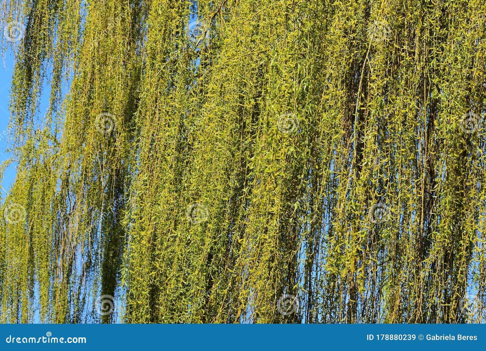 Weeping Willow Tree Branches with Leaves. Stock Image - Image of called ...