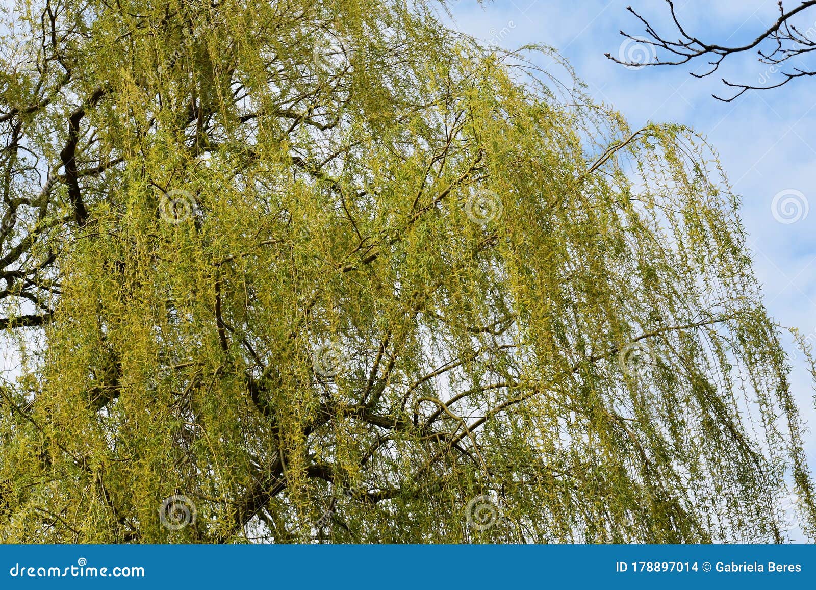 Weeping Willow Tree Branches with Leaves. Stock Photo - Image of ... Weeping Willow Tree Branches with Leaves. Stock Photo - Image of ...