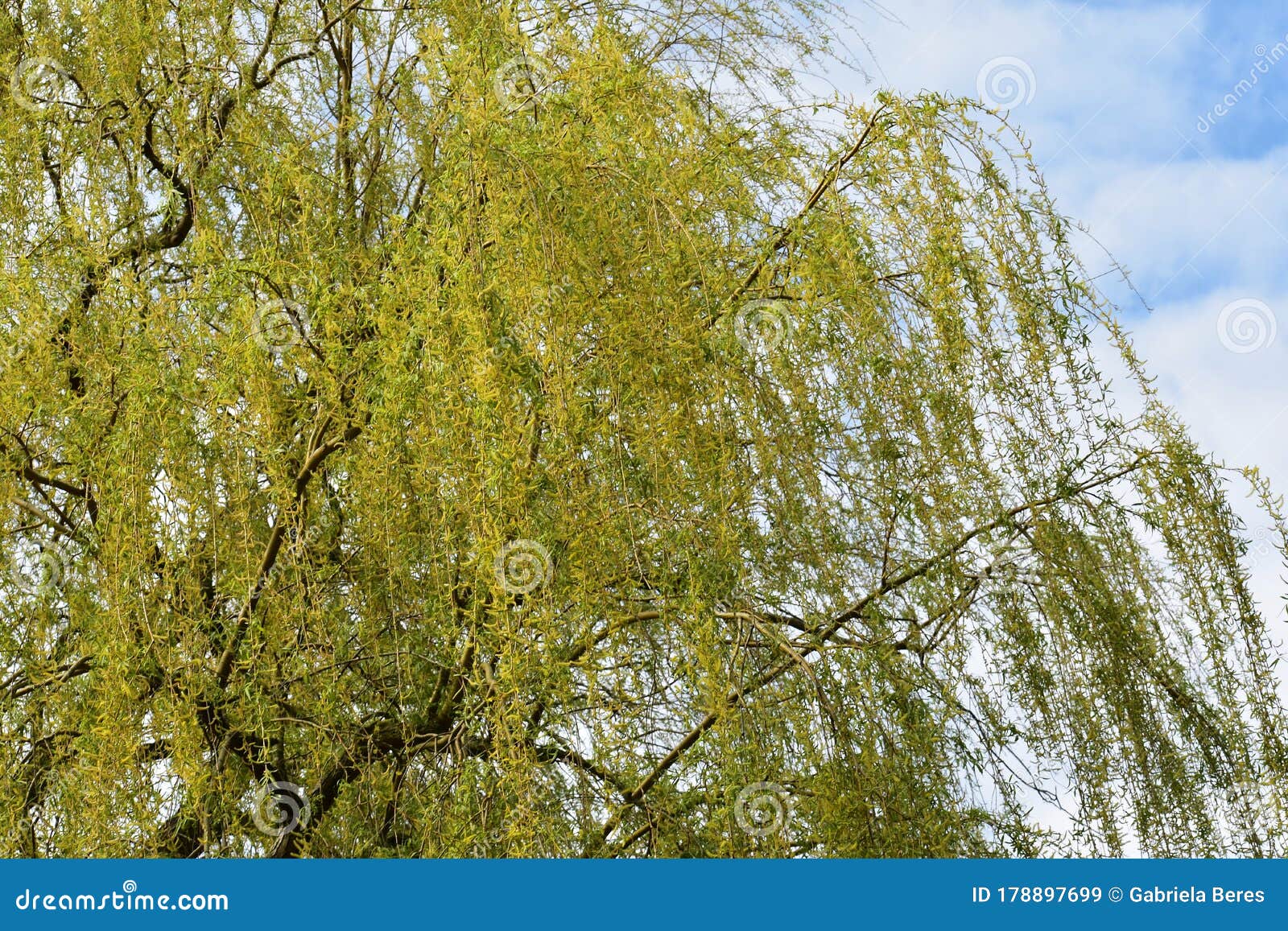 Weeping Willow Tree Branches with Leaves. Stock Image - Image of branch ...