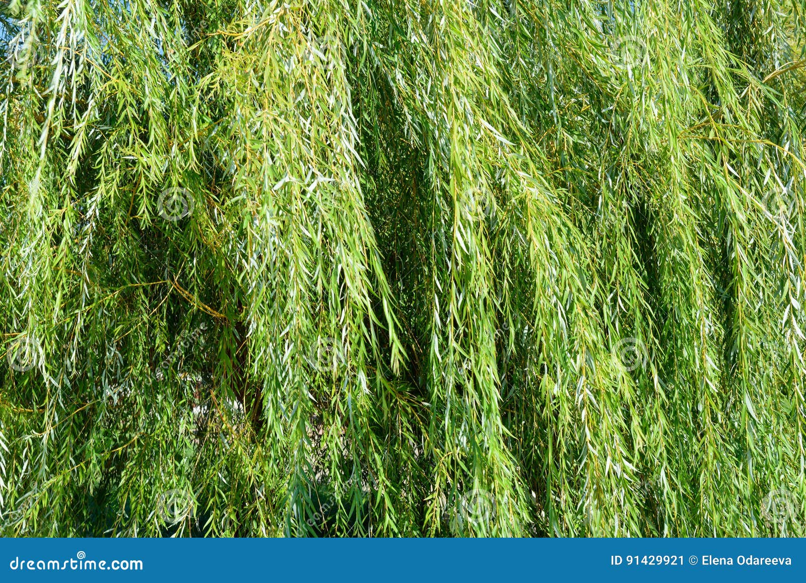 Weeping Willow Tree Branches Stock Image - Image of beautiful, outdoor ...