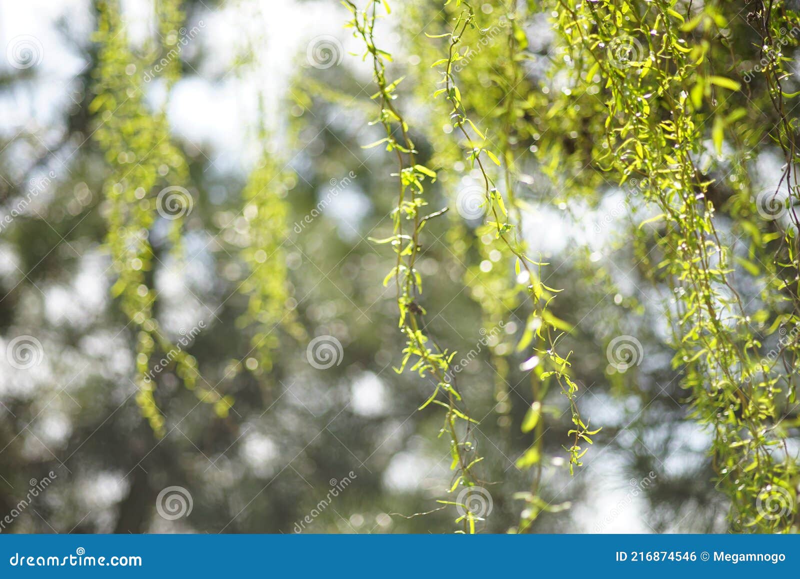 Weeping Willow Tree Branches in Sunny Spring Park Stock Photo - Image ...