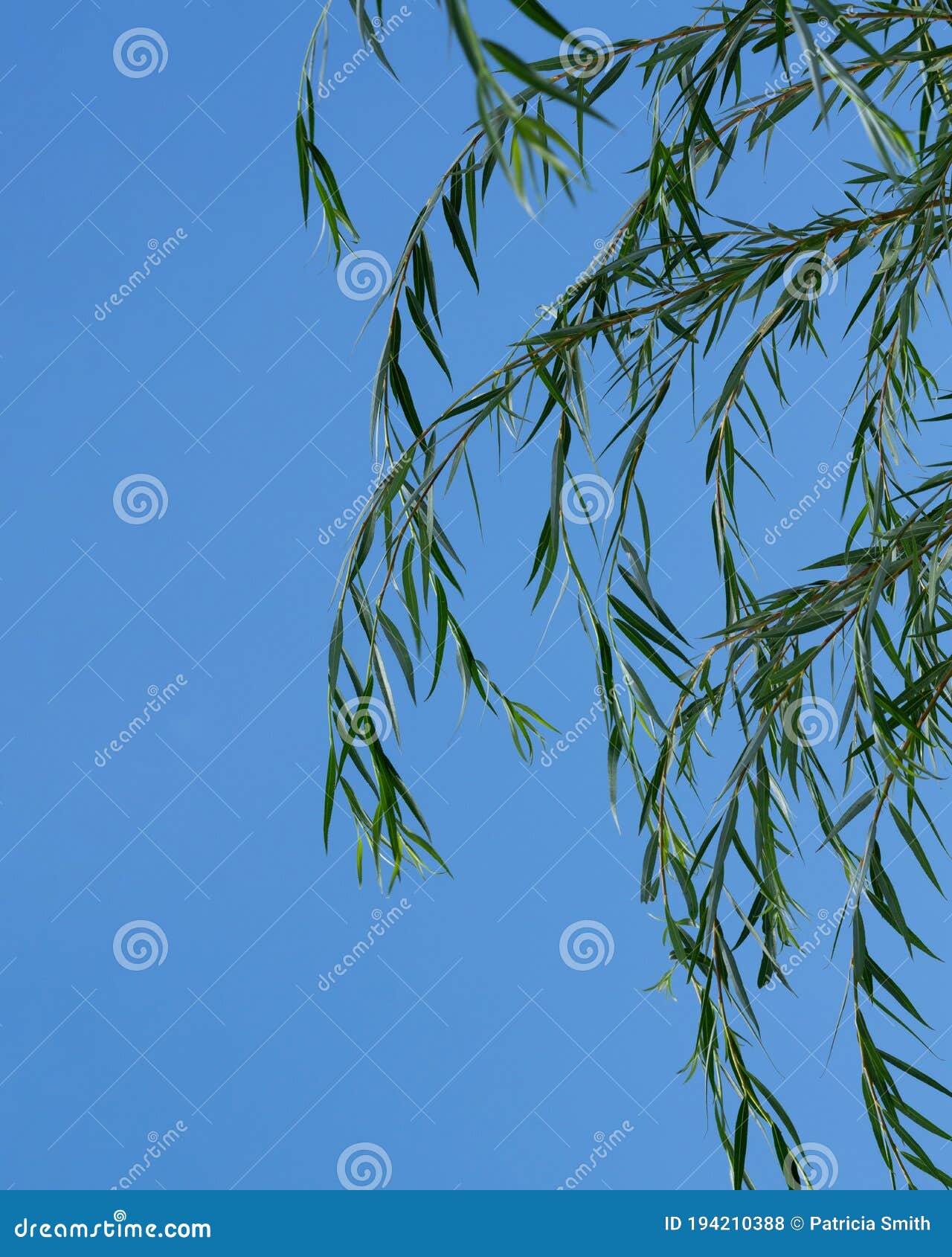 Weeping Willow Tree Branches Stock Photo - Image of tree, green: 194210388