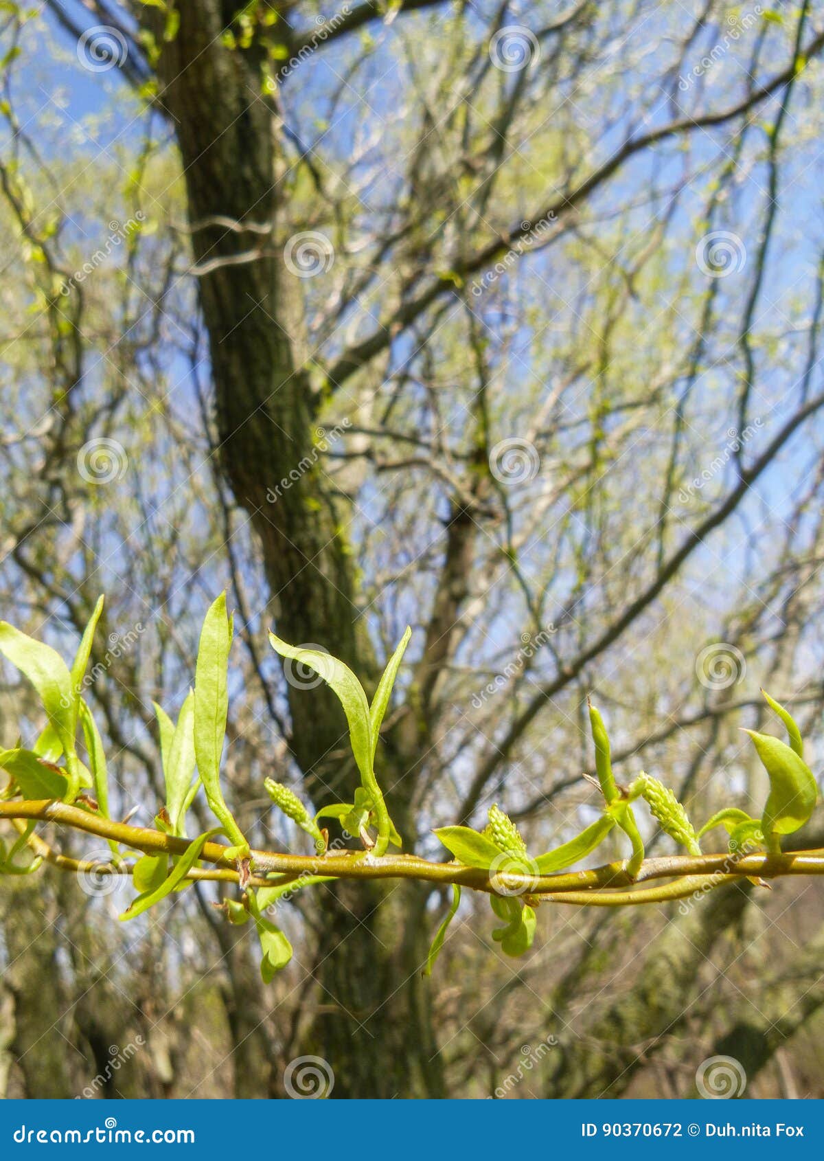 Weeping willow tree buds stock photo. Image of natural - 90370672