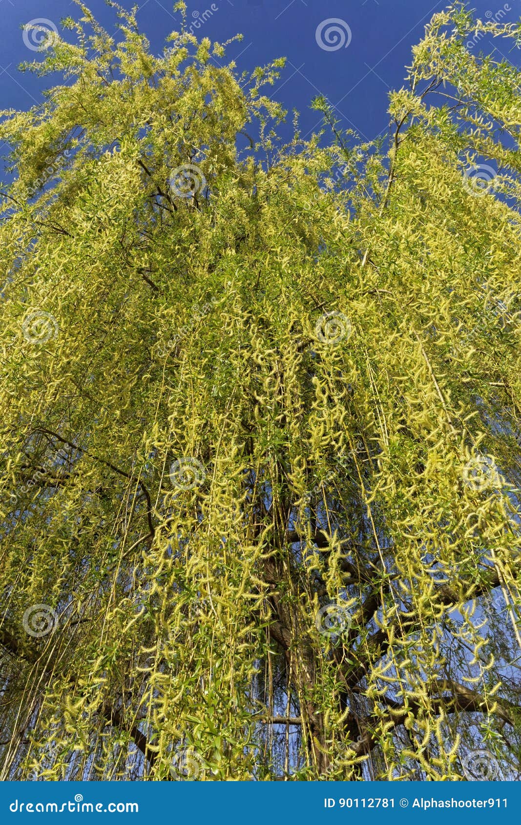 Weeping Willow Tree, Closeup Stock Image - Image of garden, season ...