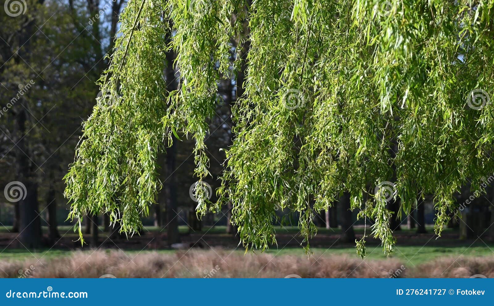 Weeping Willow Tree Coming Back To Life in Spring Stock Video - Video ...