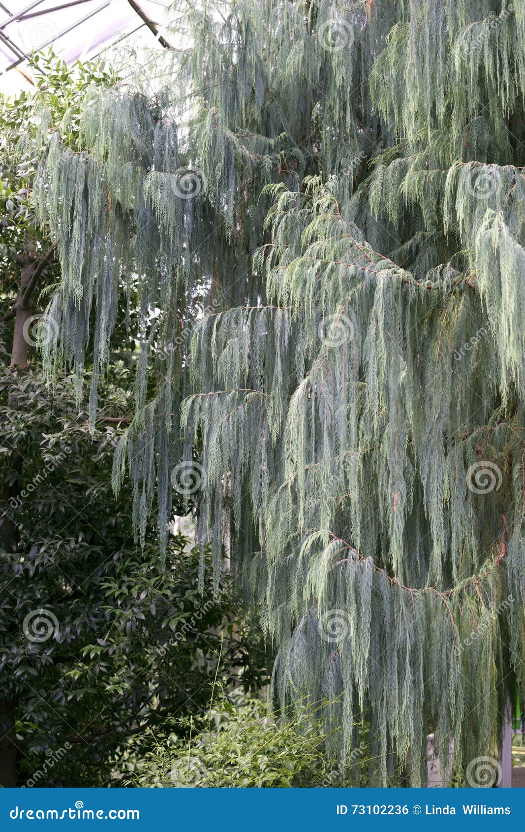 Weeping willow tree stock photo. Image of drooping, blue - 73102236