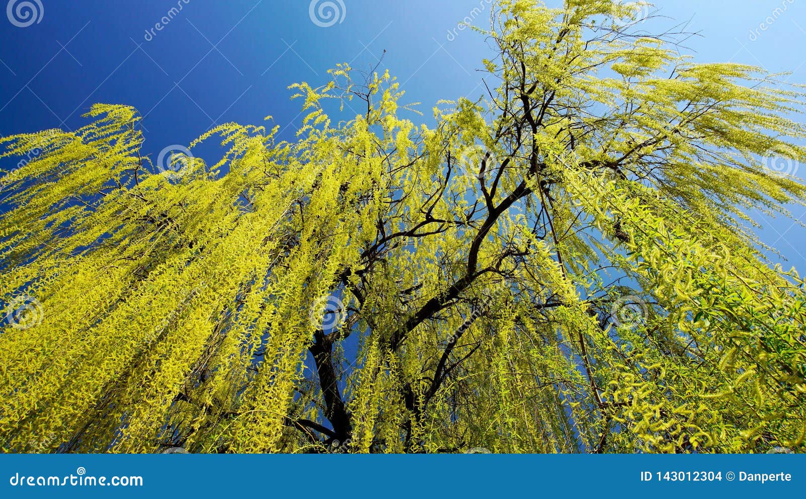 Weeping Willow Tree in Early Spring Stock Photo - Image of spring ...