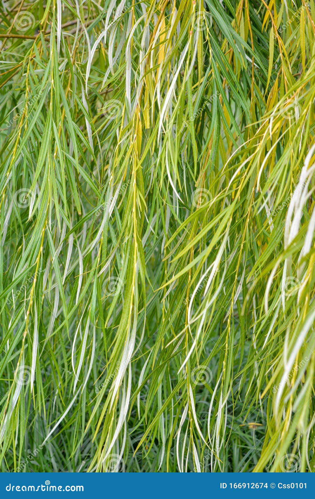 Weeping Willow Tree Foliage Background. Weeping Willow Branches, Green ...