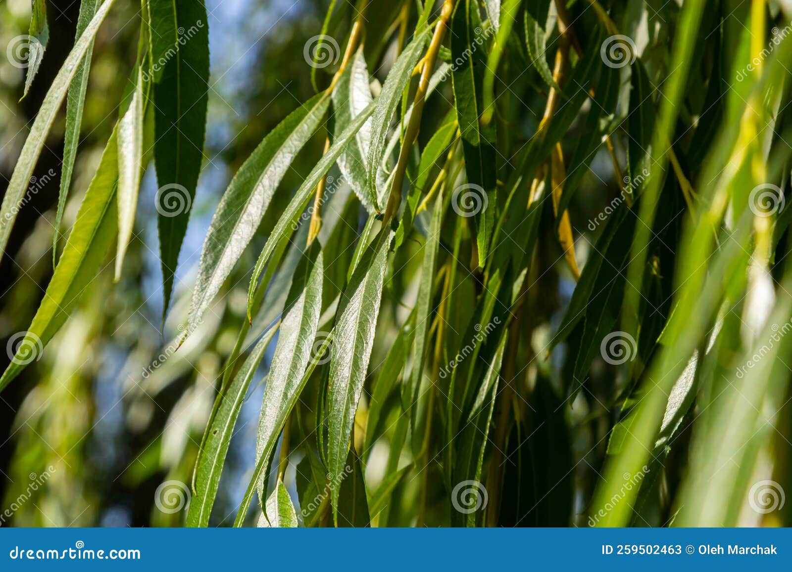 Weeping Willow Tree Foliage Background. Weeping Willow Branches with ...