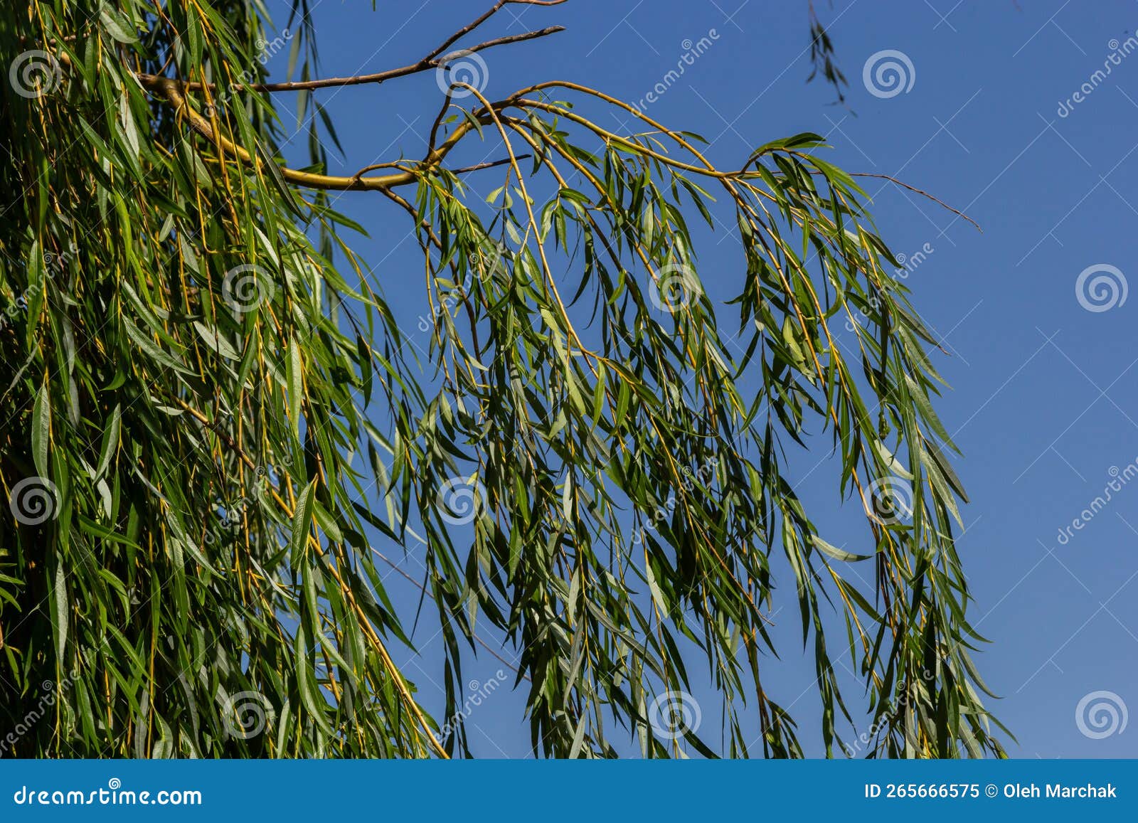 Weeping Willow Tree Foliage Background. Weeping Willow Branches with ...