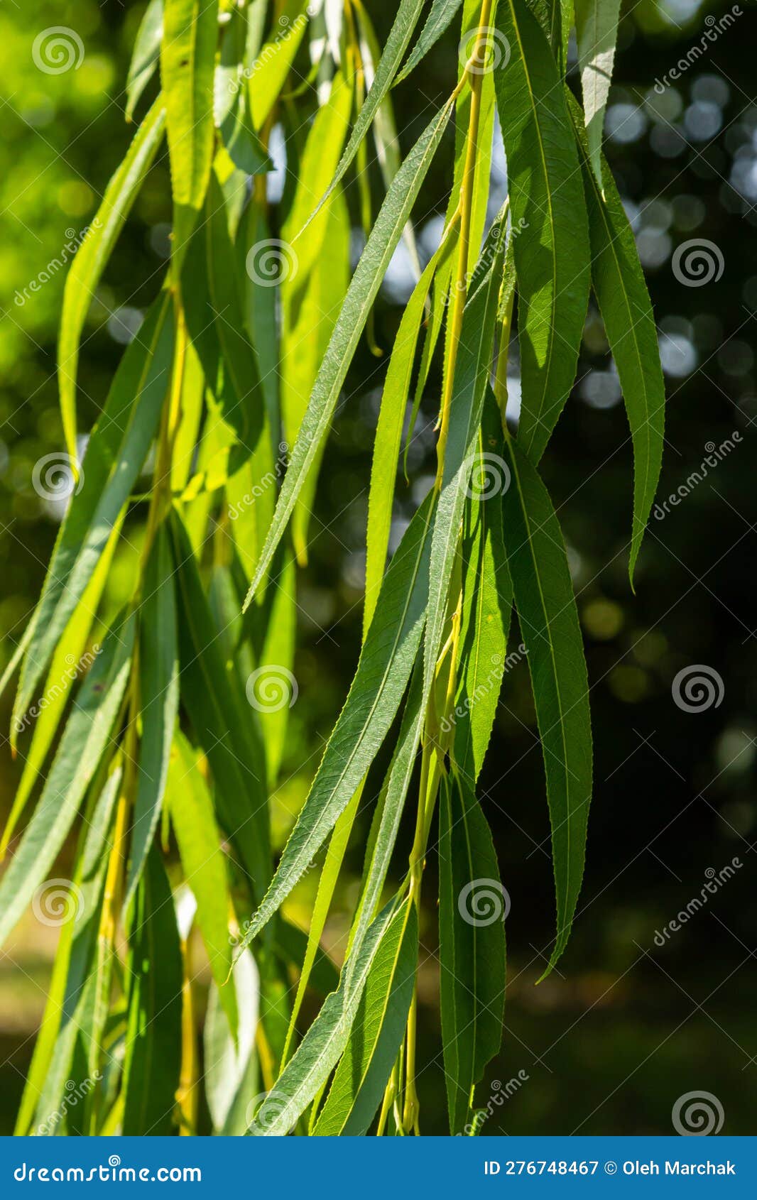 Weeping Willow Tree Foliage Background. Weeping Willow Branches with ...