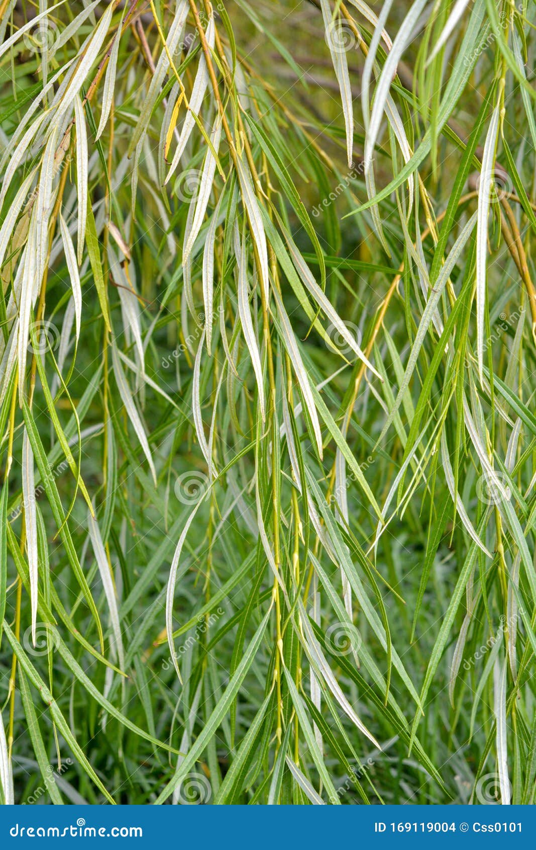 Weeping Willow Tree Foliage Background. Weeping Willow Branches, Green ...