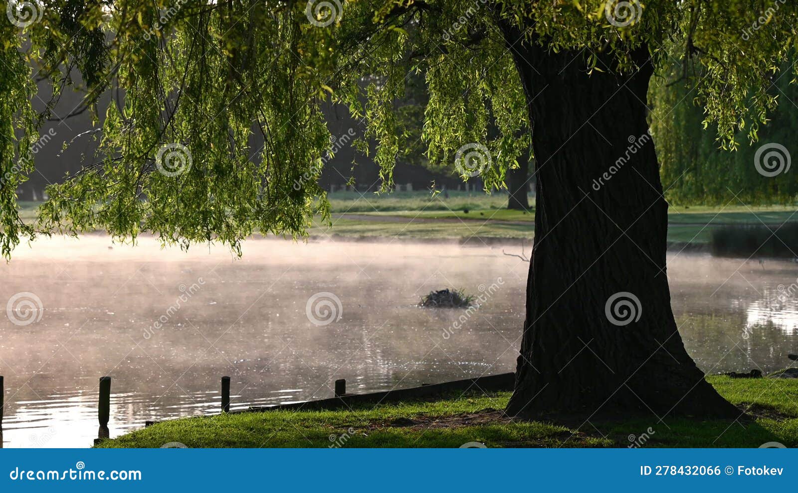 Weeping Willow Tree Hanging Over Misty Pond Stock Footage - Video of ...