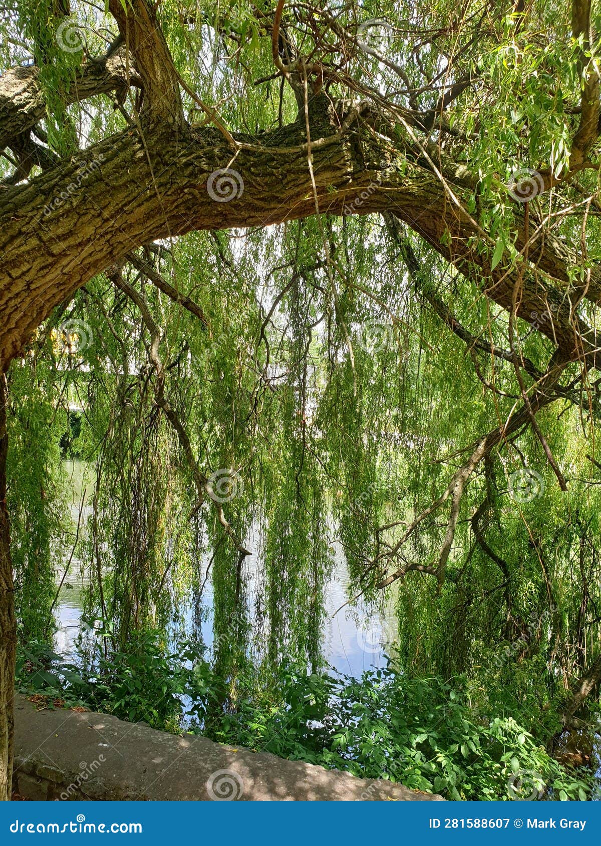 A Beautiful Willow Tree beside a River Stock Image - Image of weeping ...
