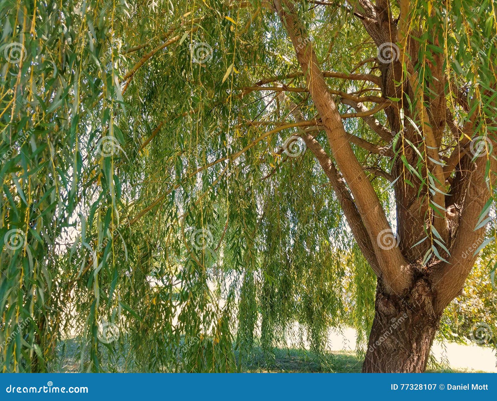 Weeping willow tree inside stock image. Image of willow - 77328107