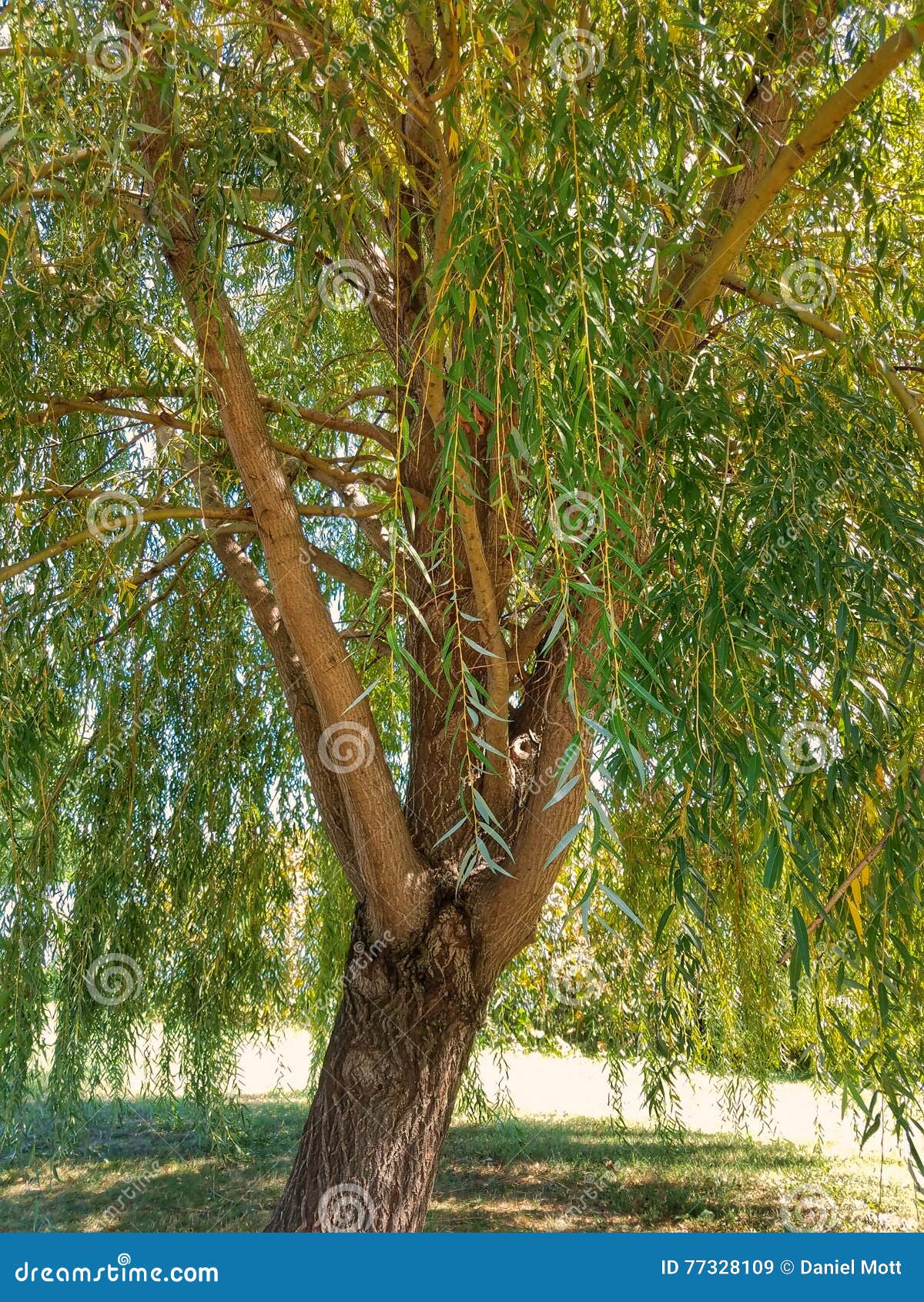 Weeping willow tree inside stock image. Image of nature - 77328109