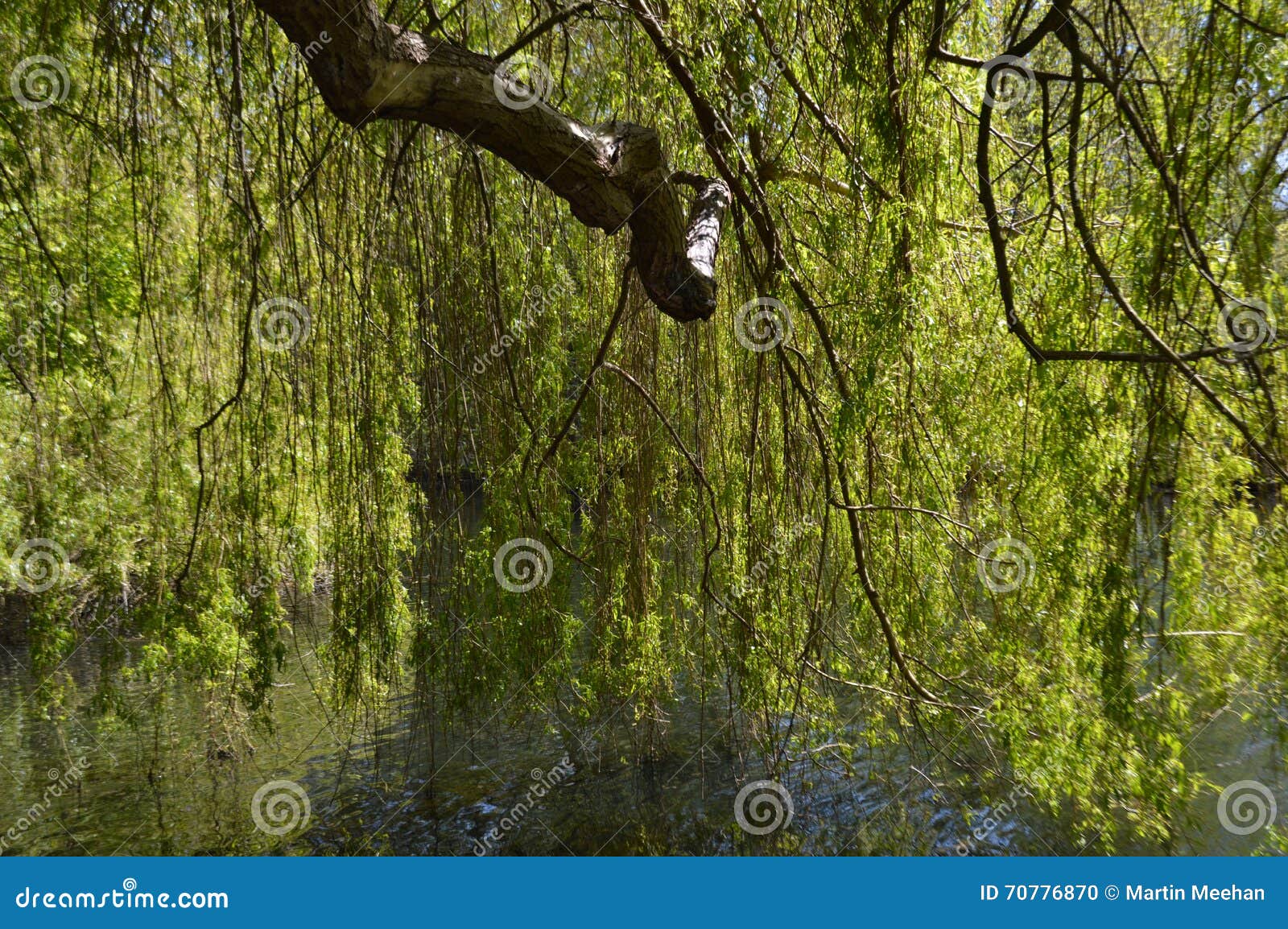 Weeping Willow Tree beside a Lake. Stock Photo - Image of pond, green ...