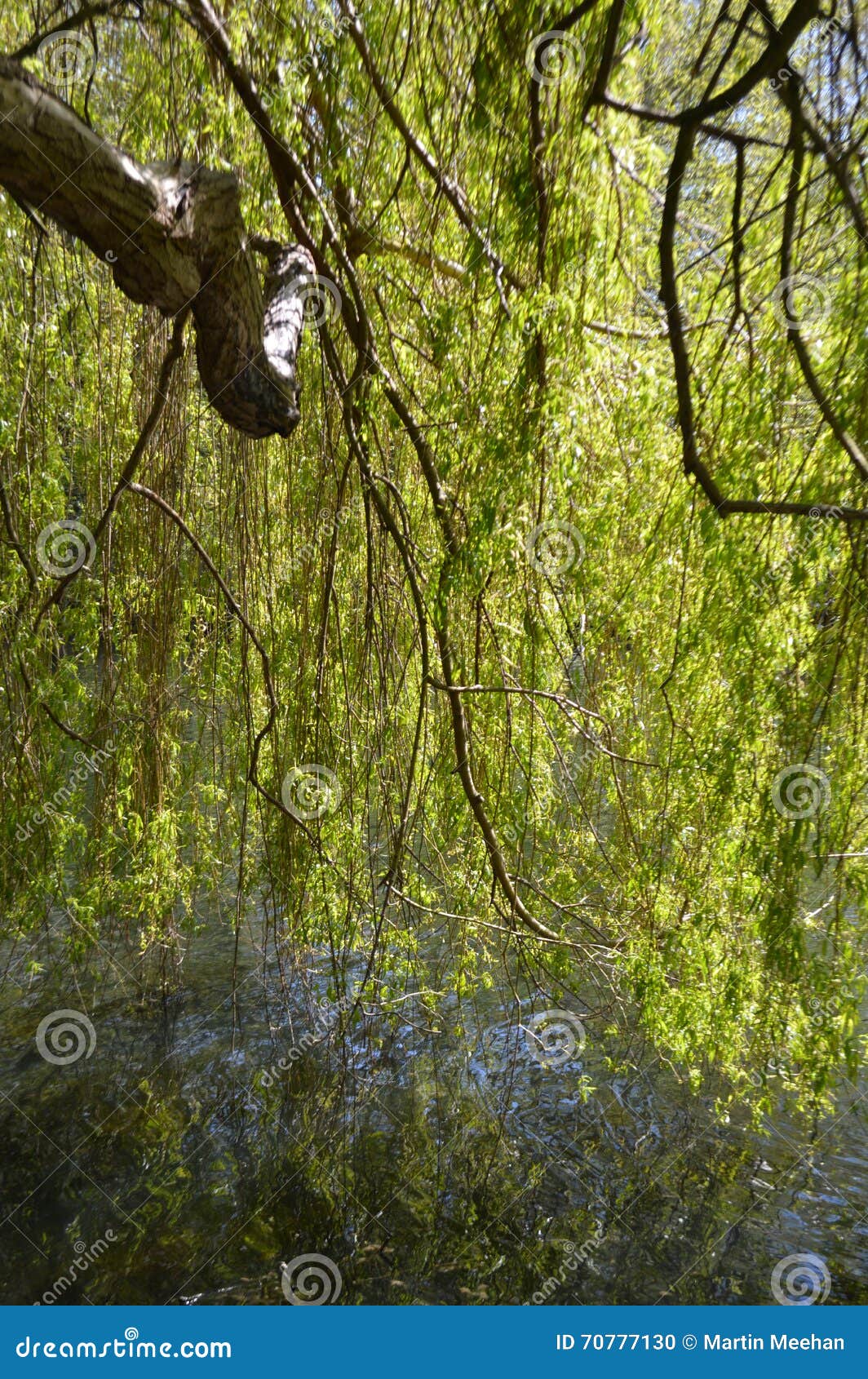 Weeping Willow Tree beside a Lake. Stock Photo - Image of water ...