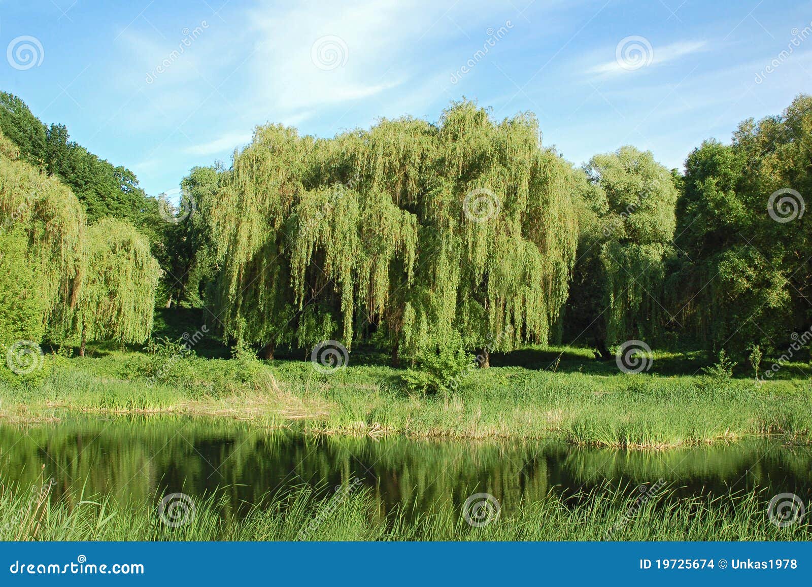 Weeping Willow Tree Over Lake Stock Photo - Image of idyllic, pond ...