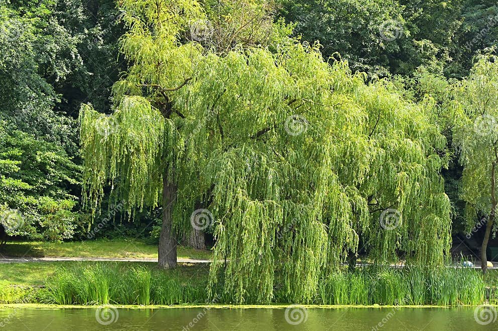 Weeping willow over lake stock photo. Image of nature - 317166370