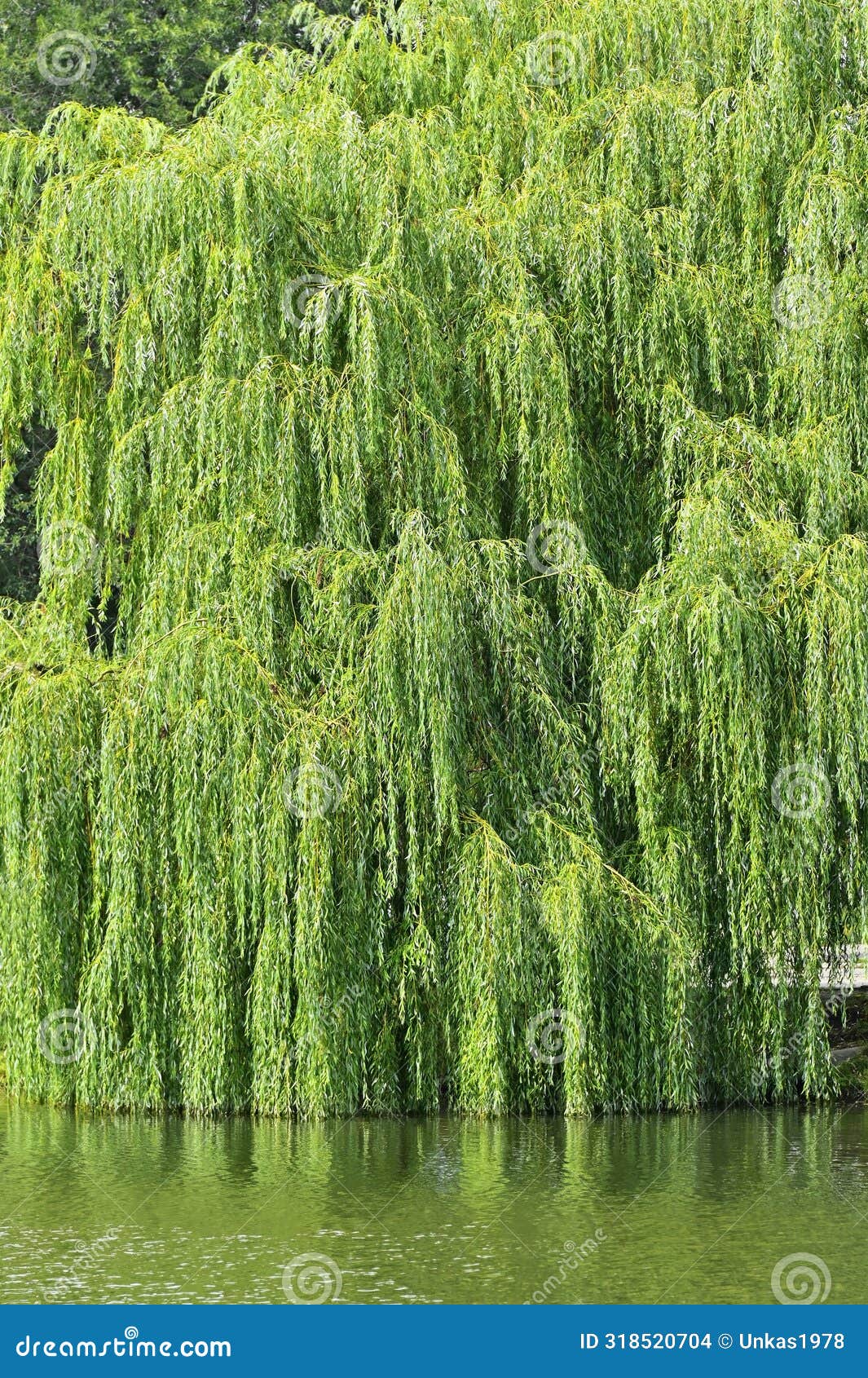 Weeping willow over lake stock photo. Image of summer - 318520704