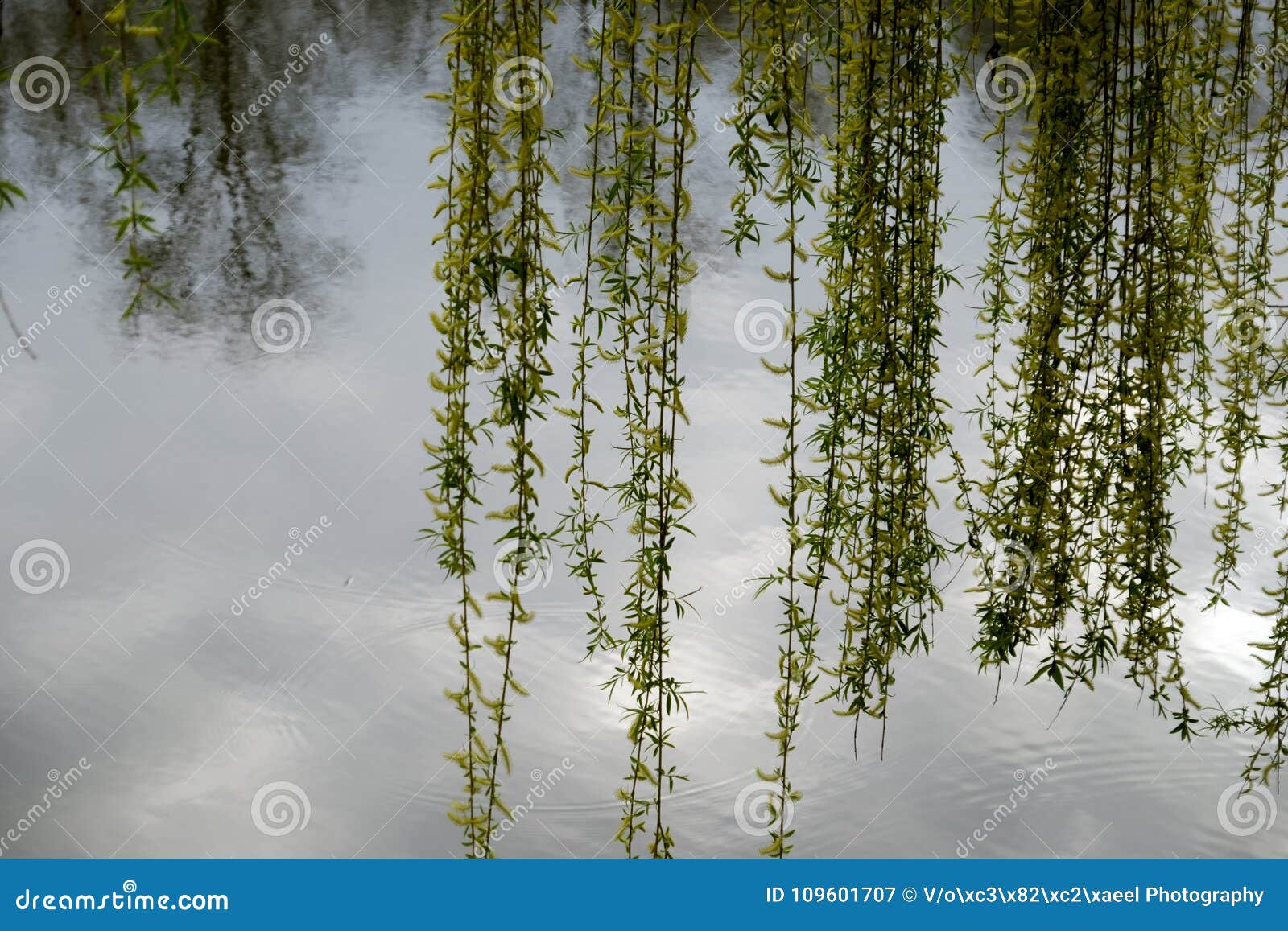 Weeping willow tree stock image. Image of nature, springtime - 109601707