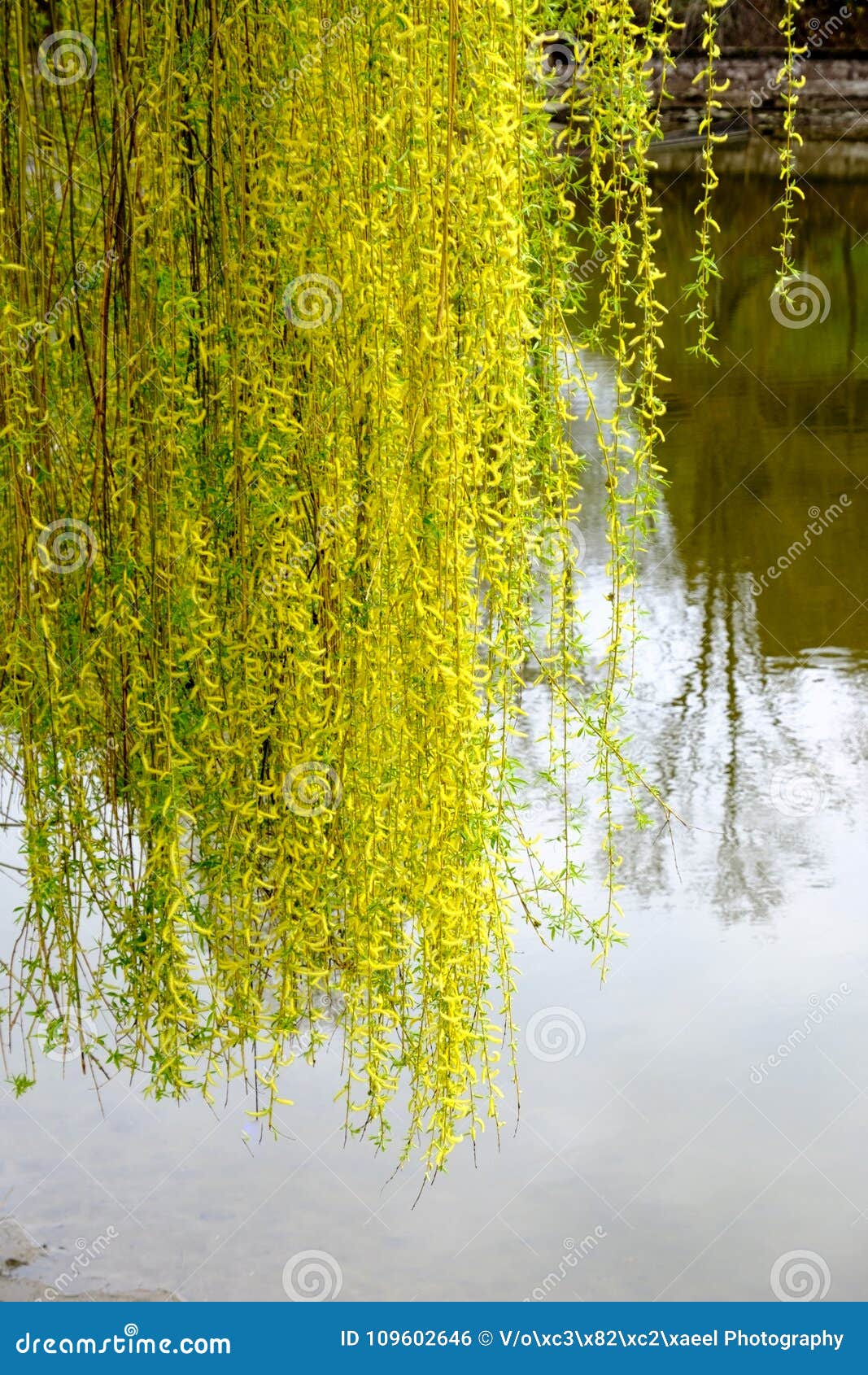 Weeping willow tree stock photo. Image of spring, nature - 109602646
