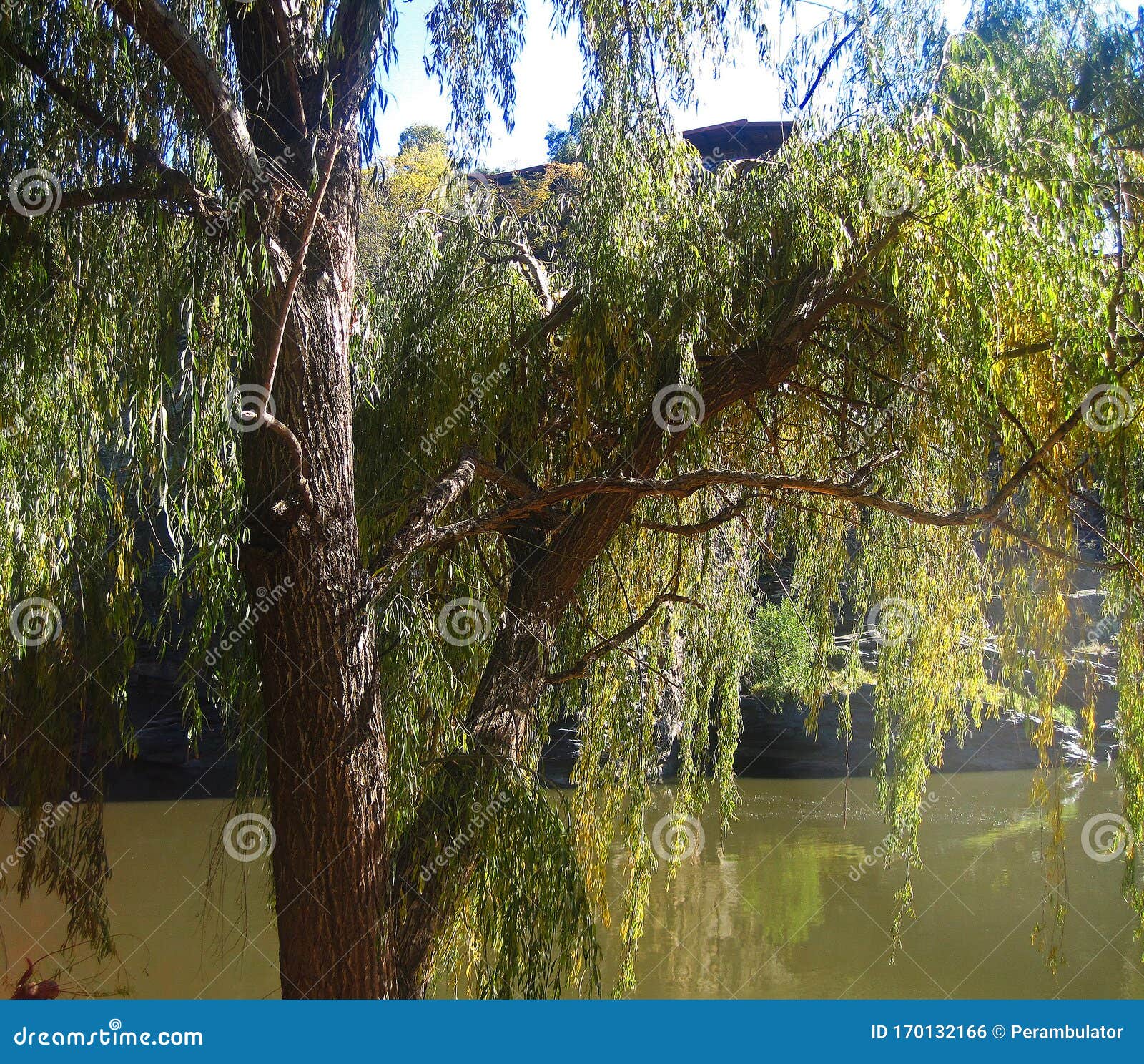 WEEPING WILLOW TREE OVER a RIVER Stock Photo - Image of natural ...