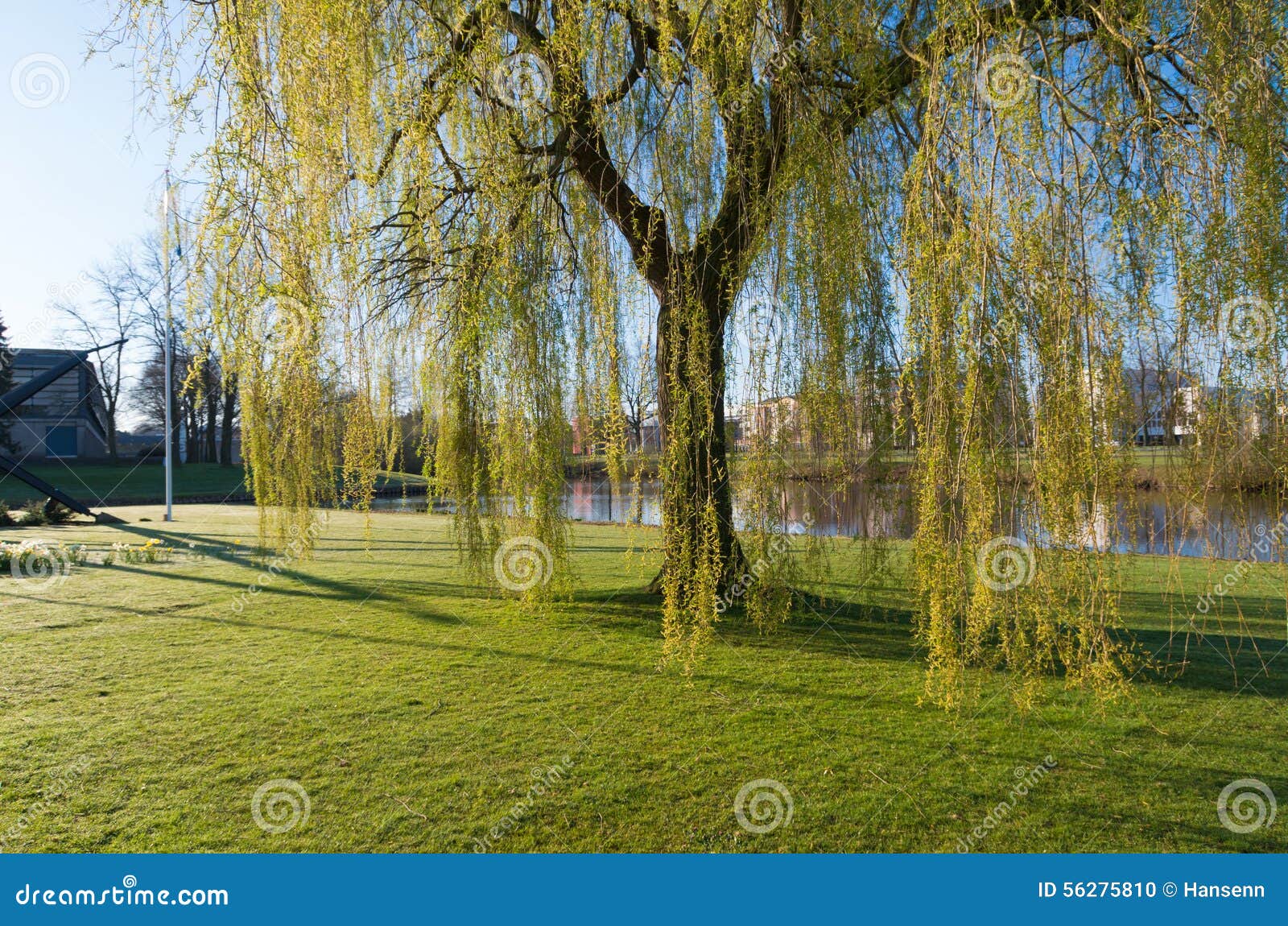 Weeping willow stock photo. Image of shadow, weeping - 56275810