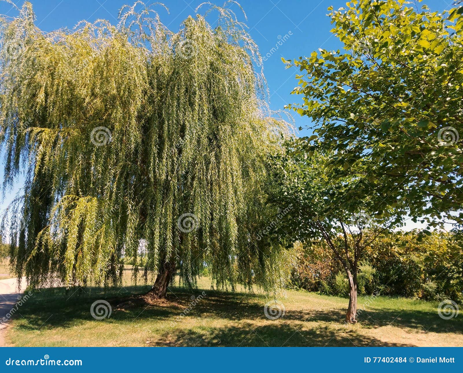 Weeping willow tree stock photo. Image of tree, scenery - 77402484