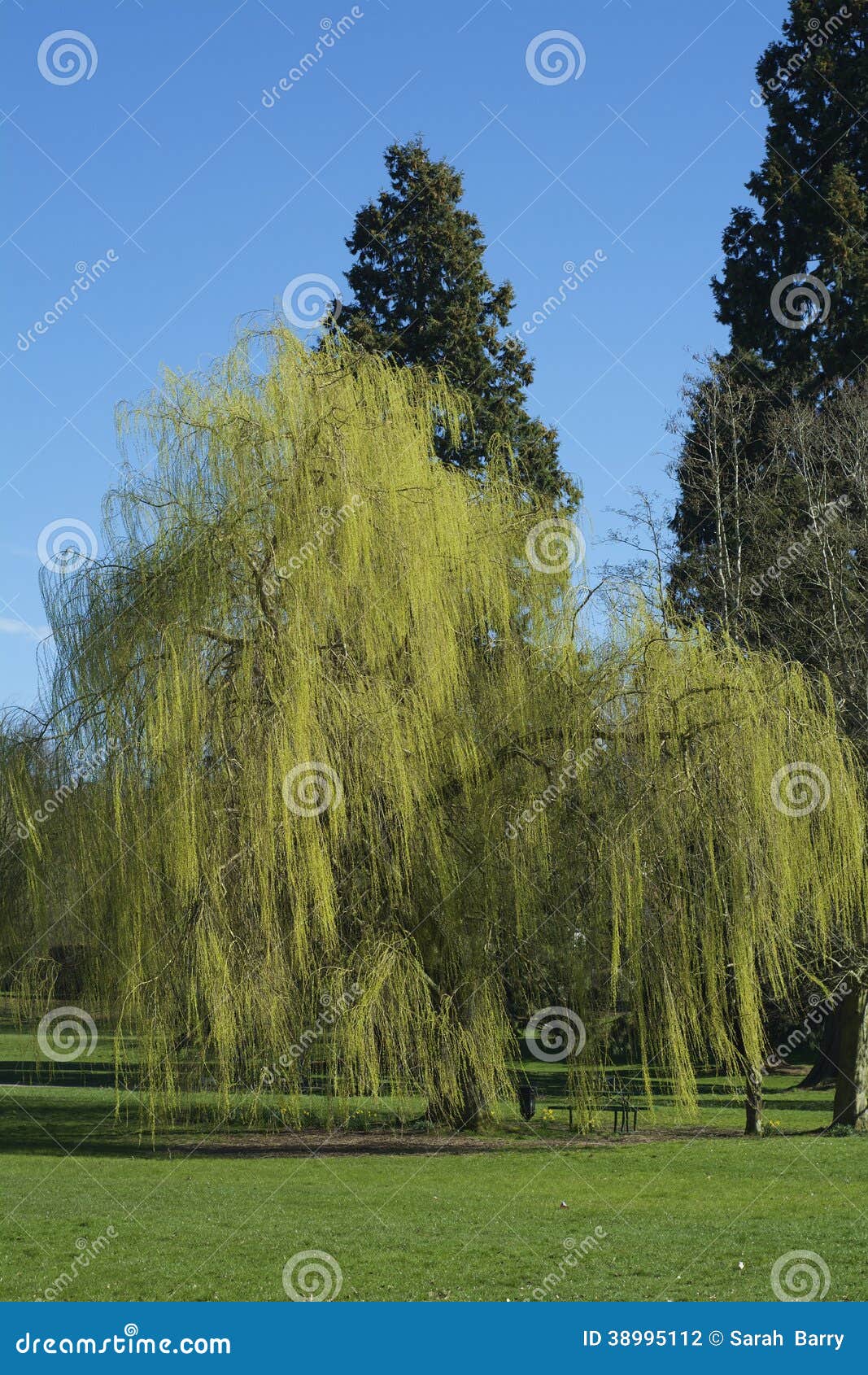 A Weeping Willow Tree in a Park. Stock Photo - Image of grass, plant ...