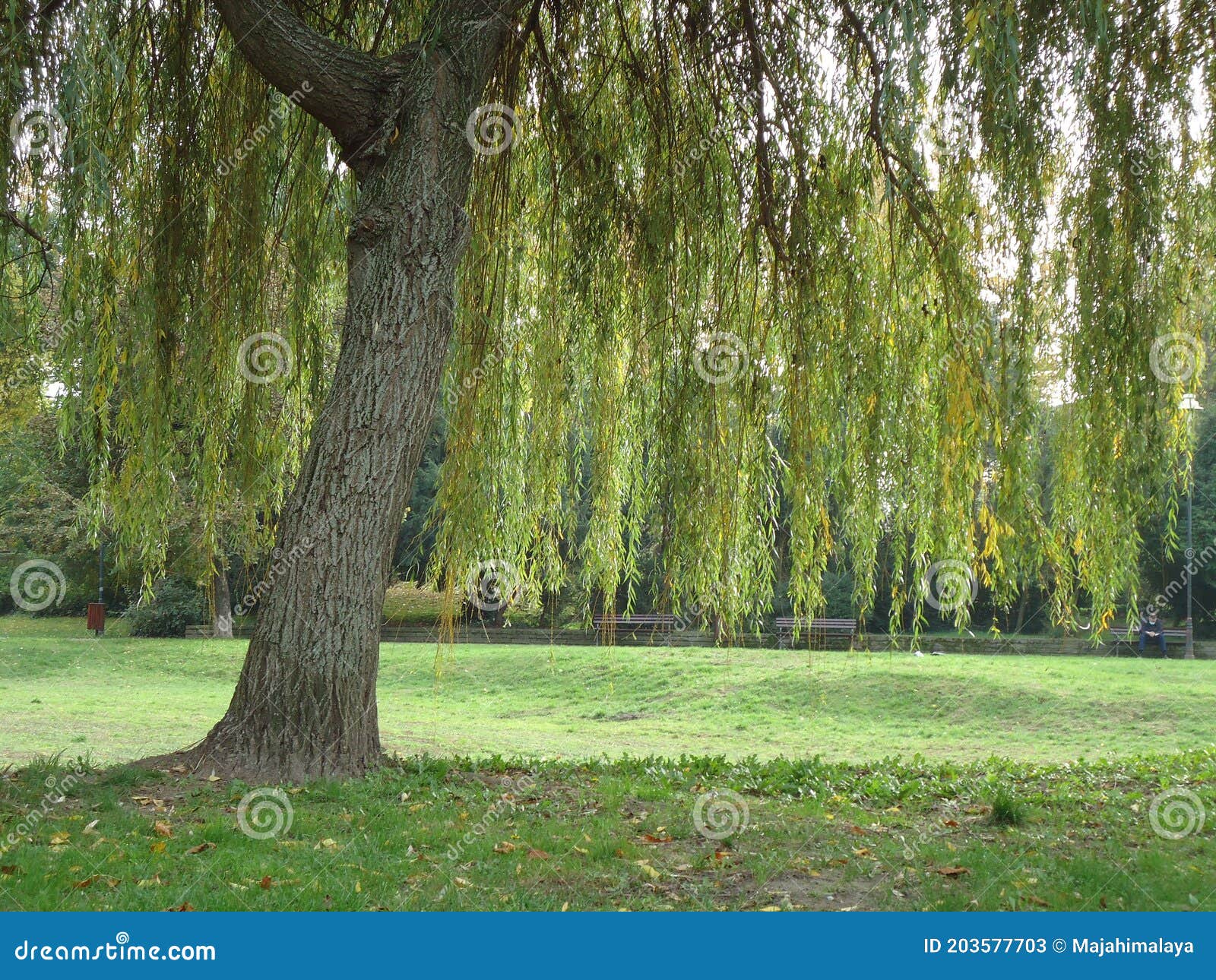 Weeping Willow Tree in the Park. Peace Under the Willow Tree Stock ...