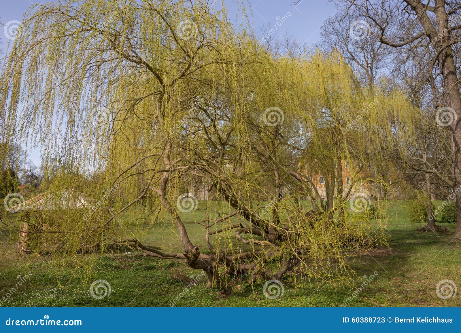 Weeping Willow Tree in the Park Stock Image - Image of season, outdoor ...