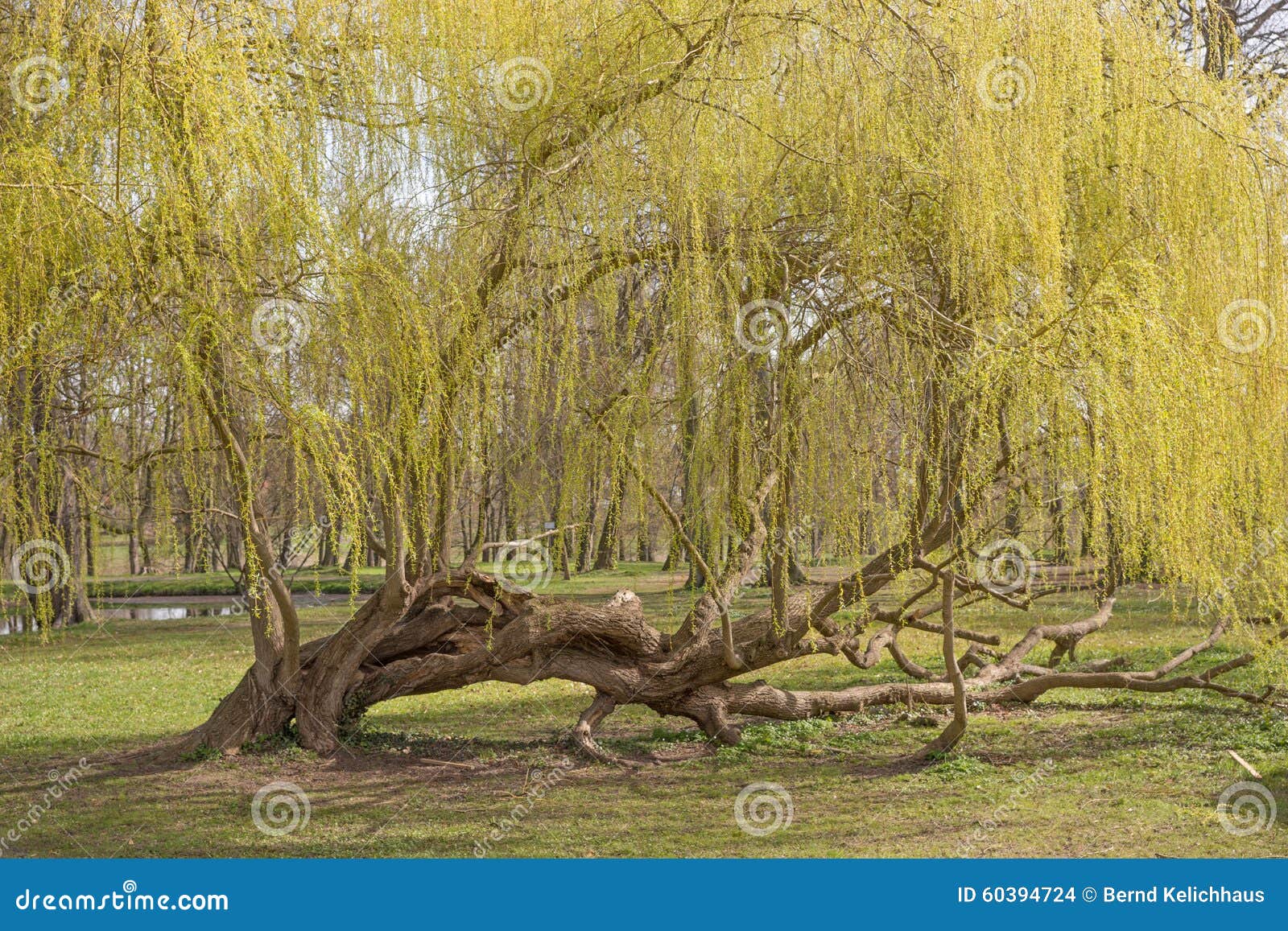 Weeping Willow Tree in the Park Stock Photo - Image of tree, seasonal ...